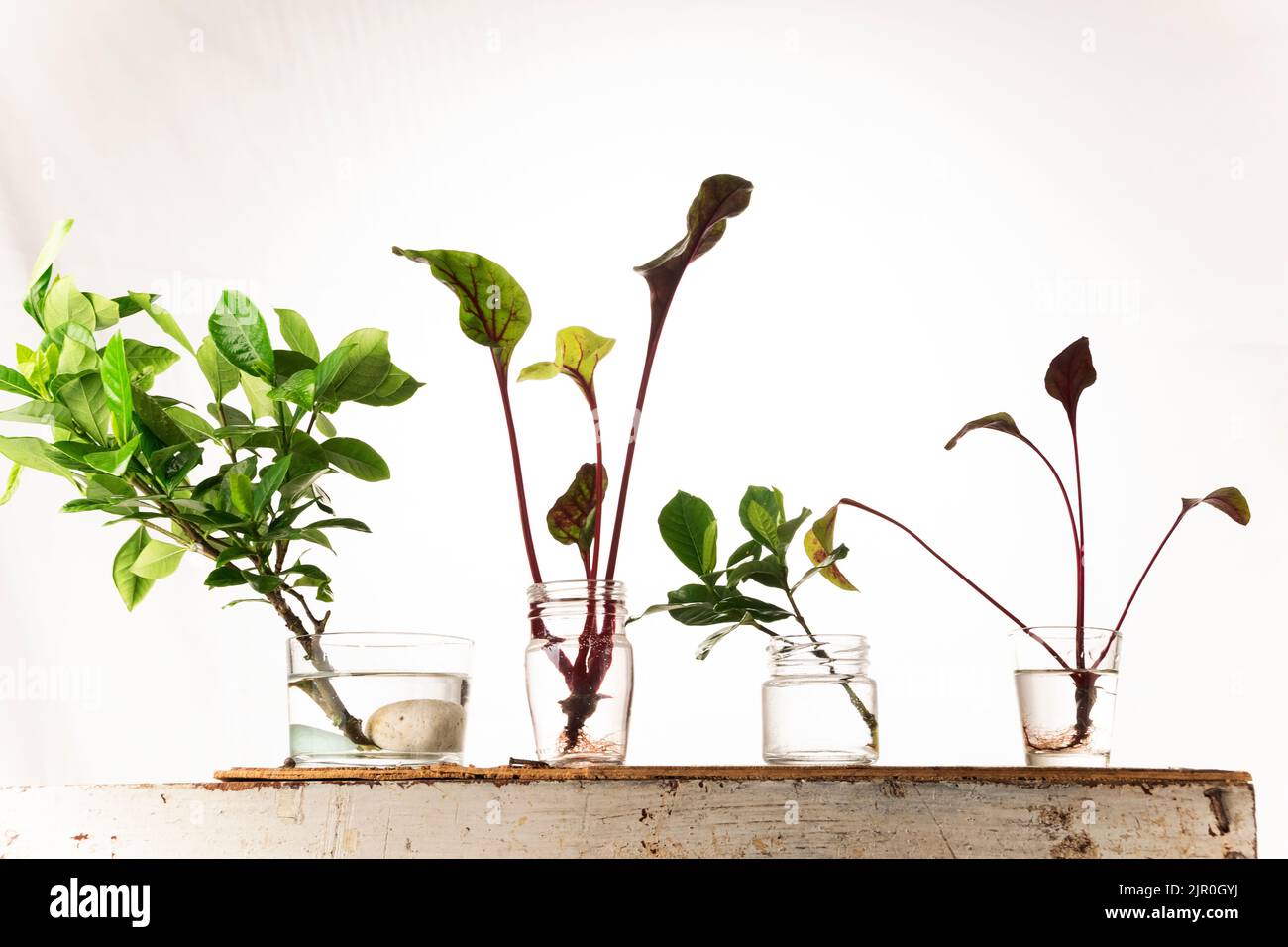 Rooting jar hi-res stock photography and images - Alamy