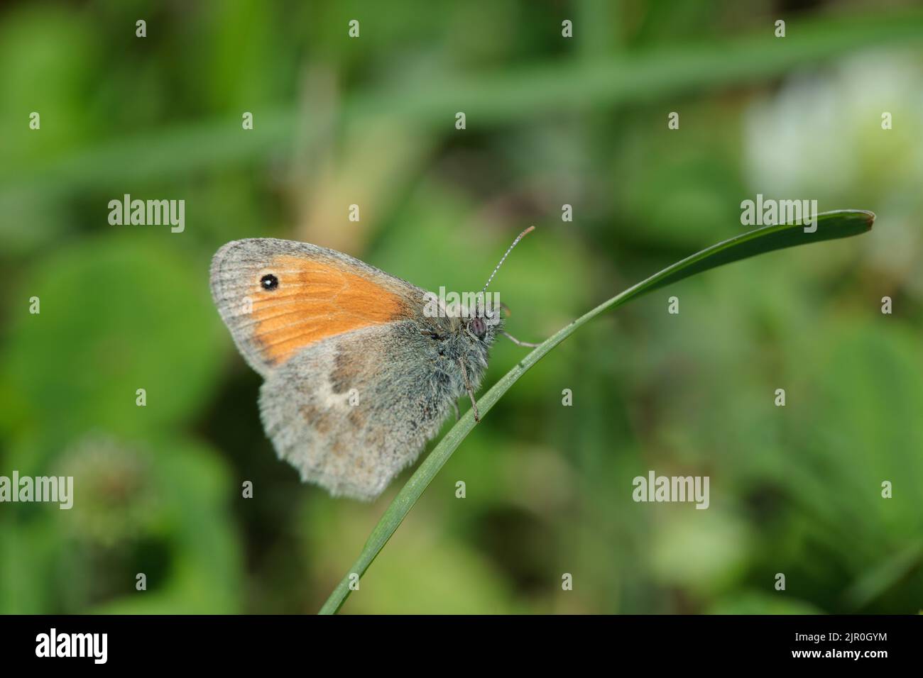 Small heath butterfly (Coenonympha pamphilus Stock Photo - Alamy