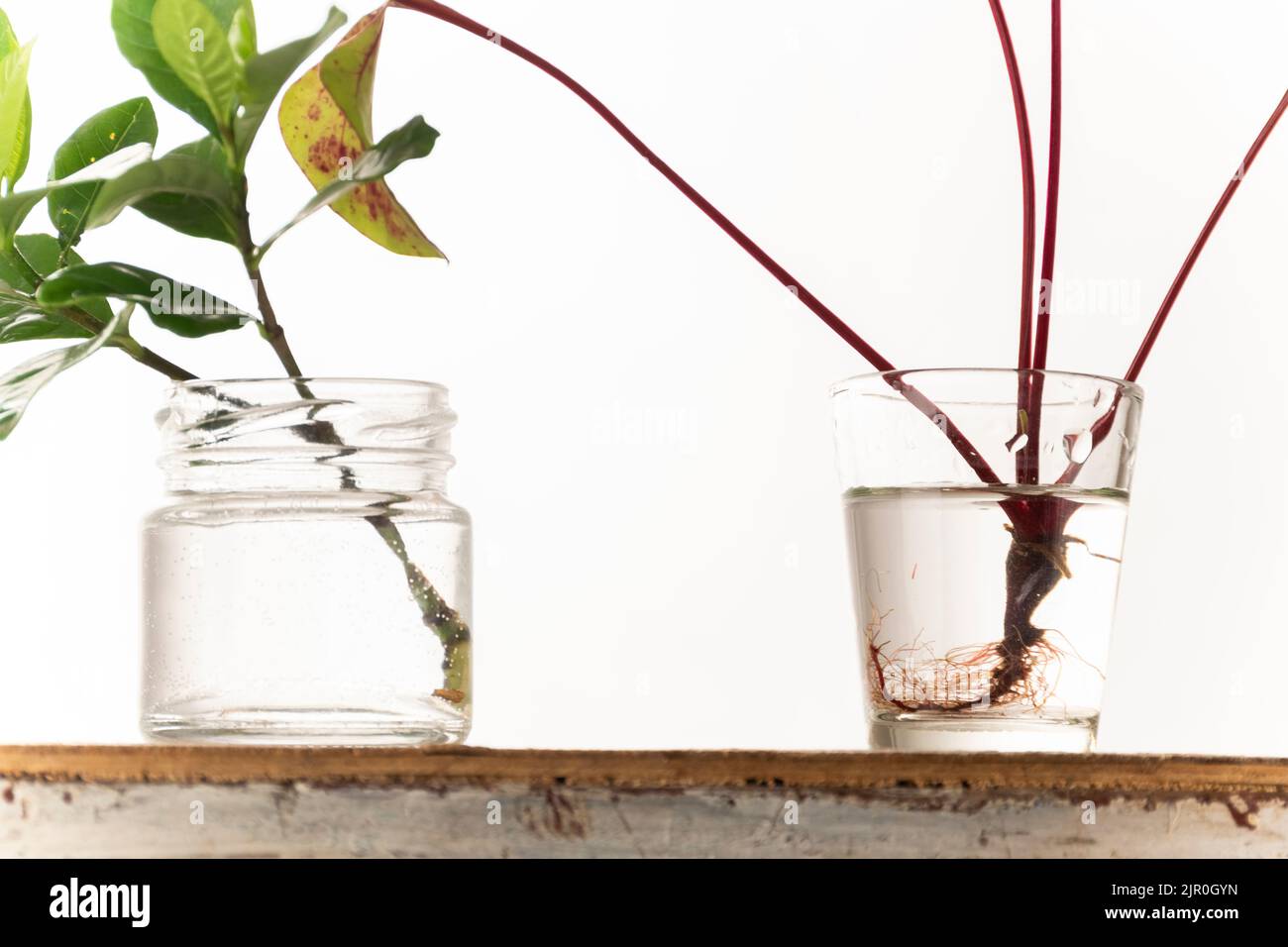 Homemade rooting plant, water propagation in glass Stock Photo - Alamy
