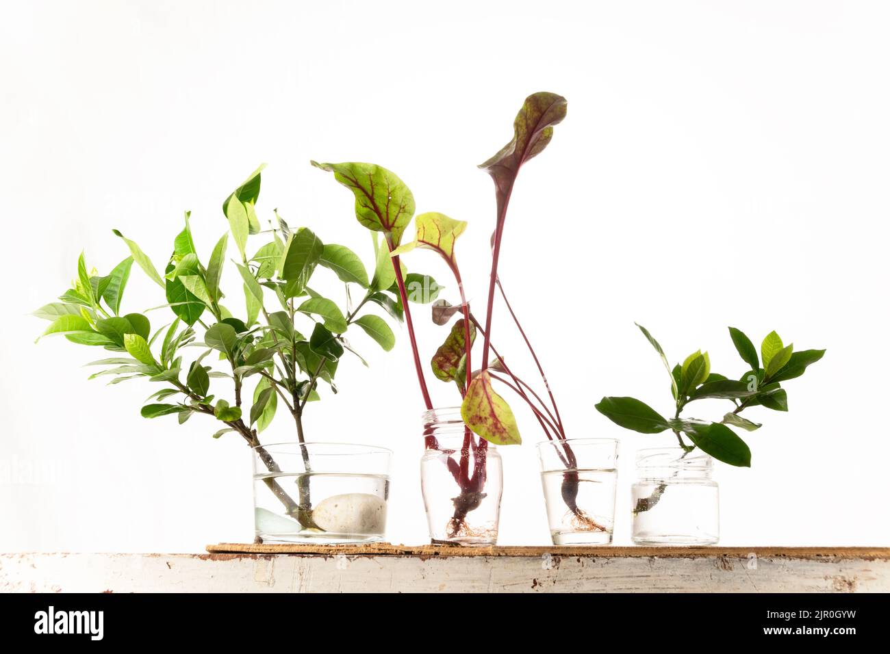 Homemade rooting plant, water propagation in glass Stock Photo - Alamy