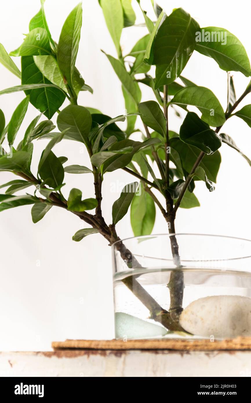 Homemade rooting plant, water propagation in glass Stock Photo - Alamy