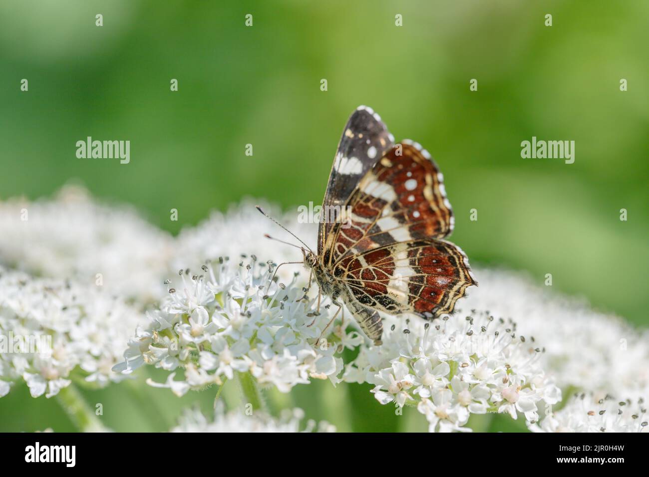 Map butterfly (Araschnia levana) on giant hogweed Stock Photo - Alamy