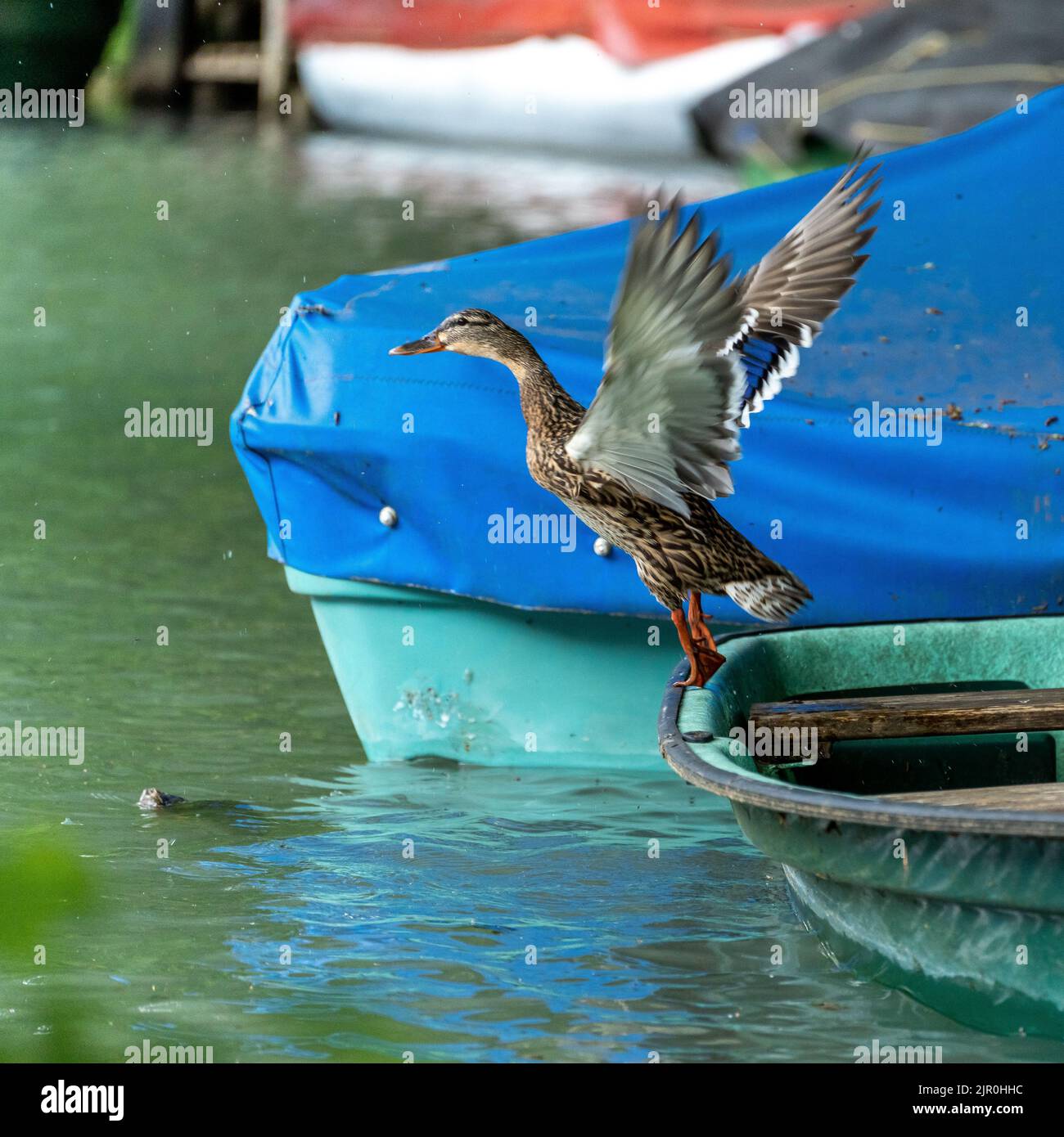 A male mallard with wings spread widely is about to fly Stock Photo - Alamy