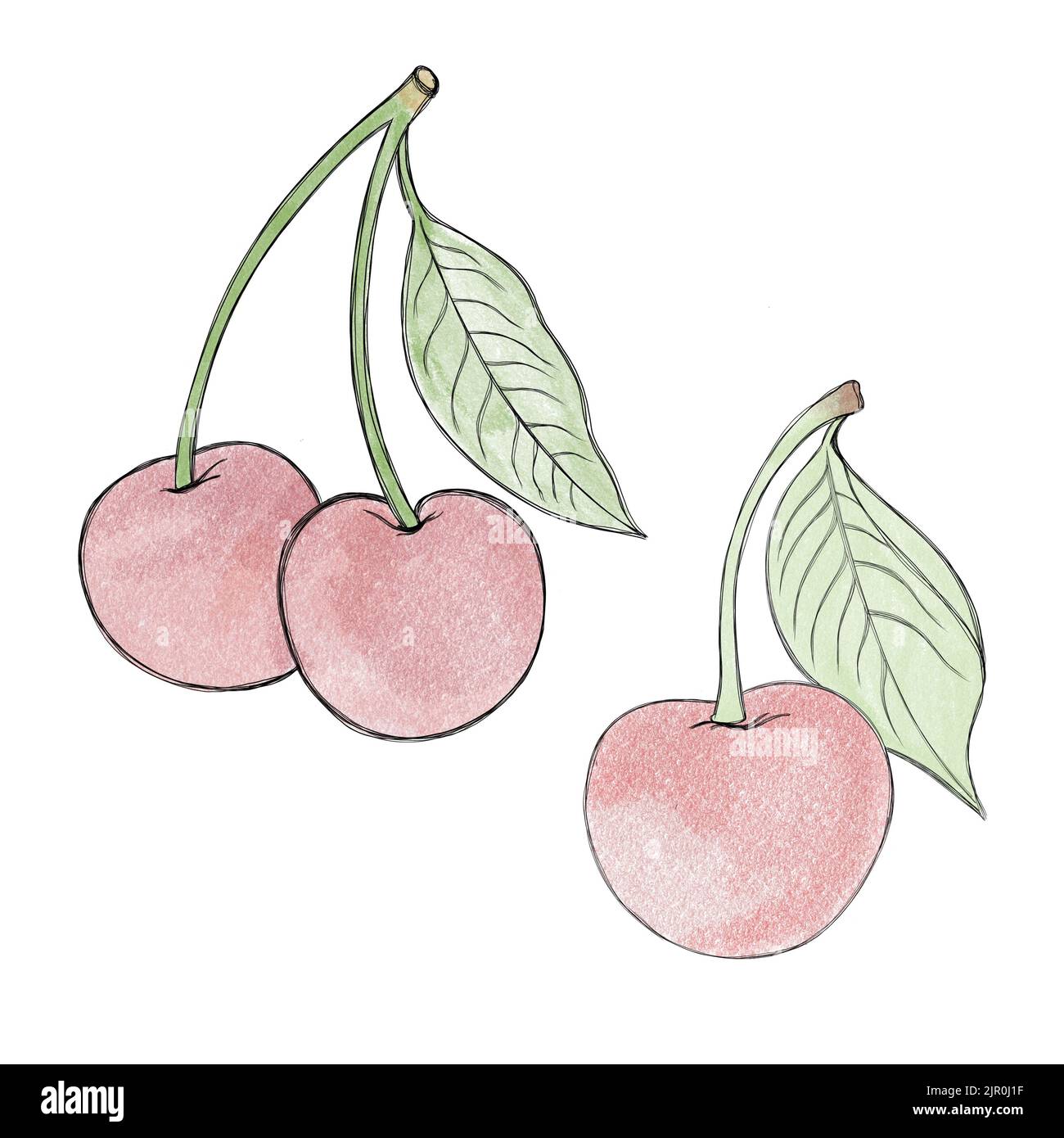 Juicy ripe cherries close-up watercolor drawing Stock Photo - Alamy