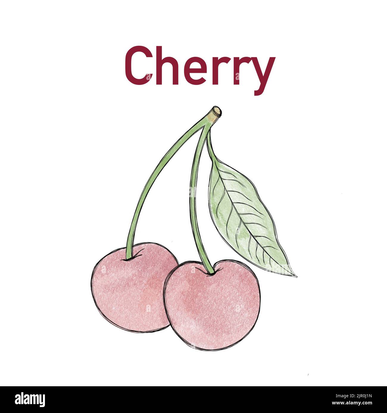Juicy ripe cherries close-up watercolor drawing Stock Photo - Alamy