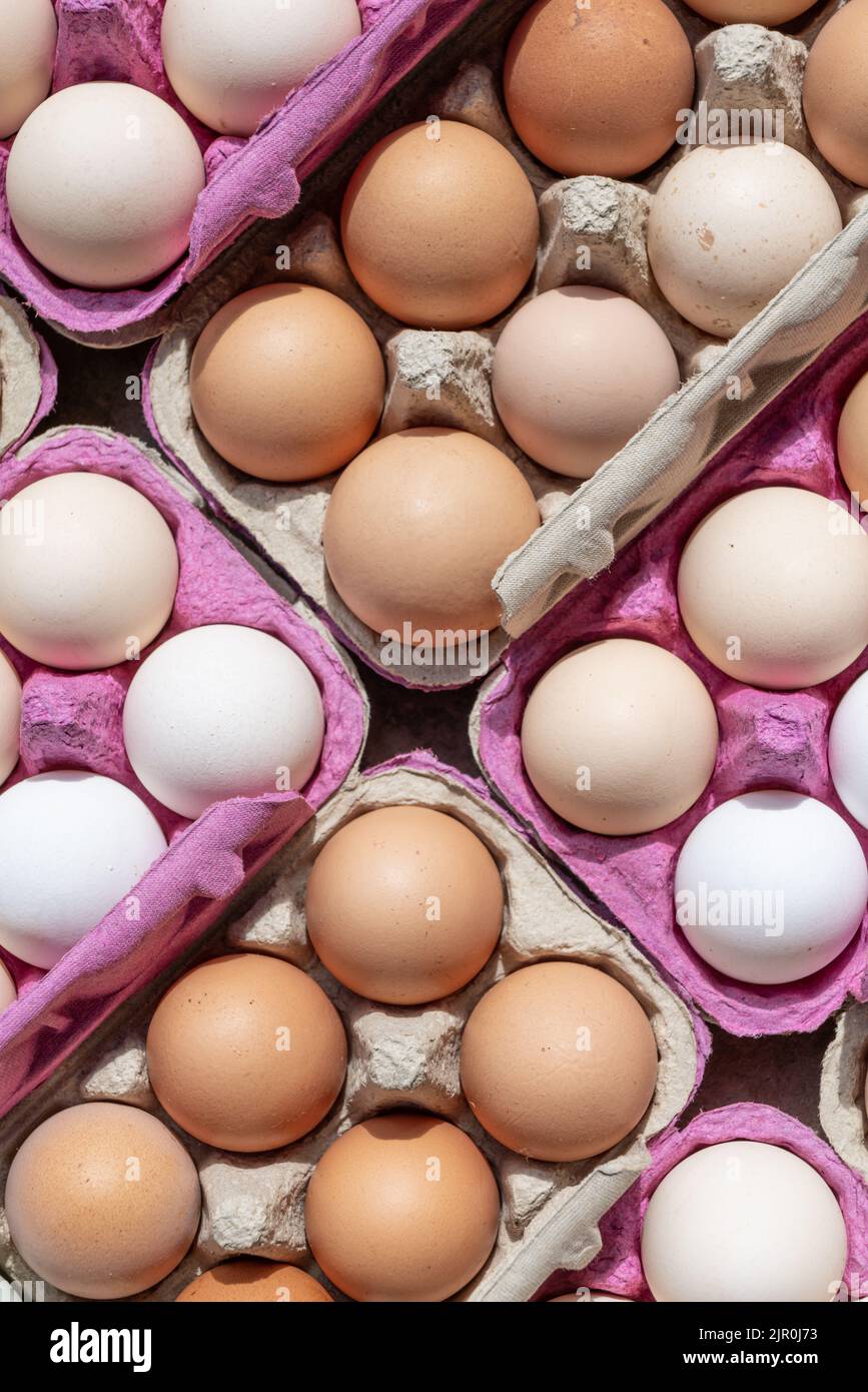 Open egg box with fresh organic colorful eggs in carton packs Stock ...