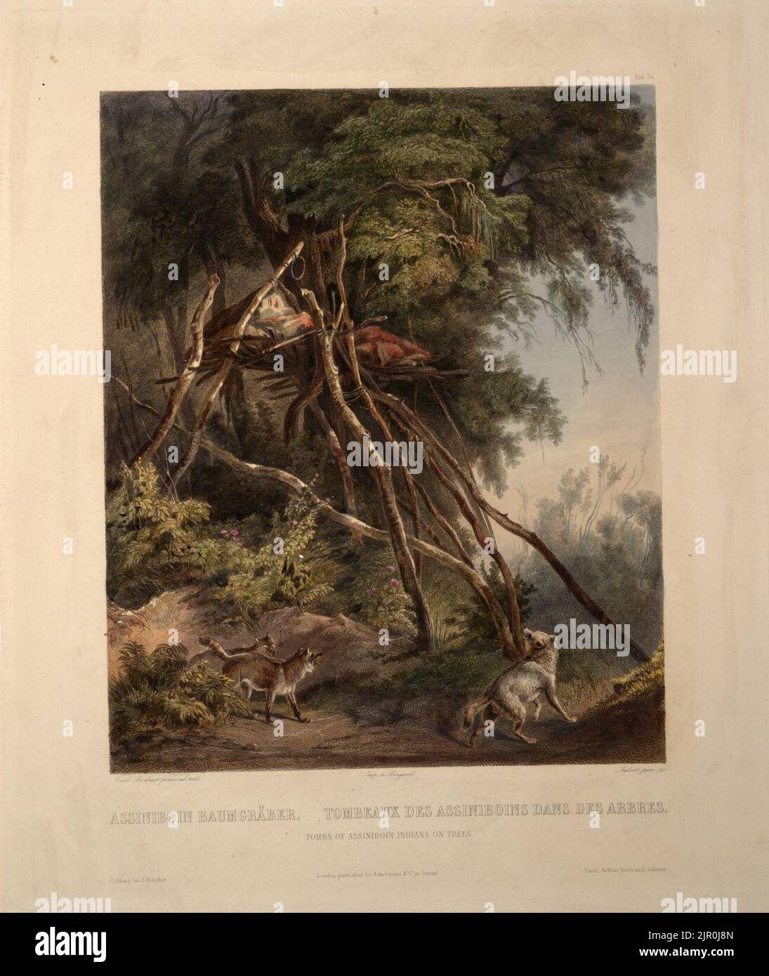 Tombs of Assiniboin indians on trees 0063v Stock Photo - Alamy