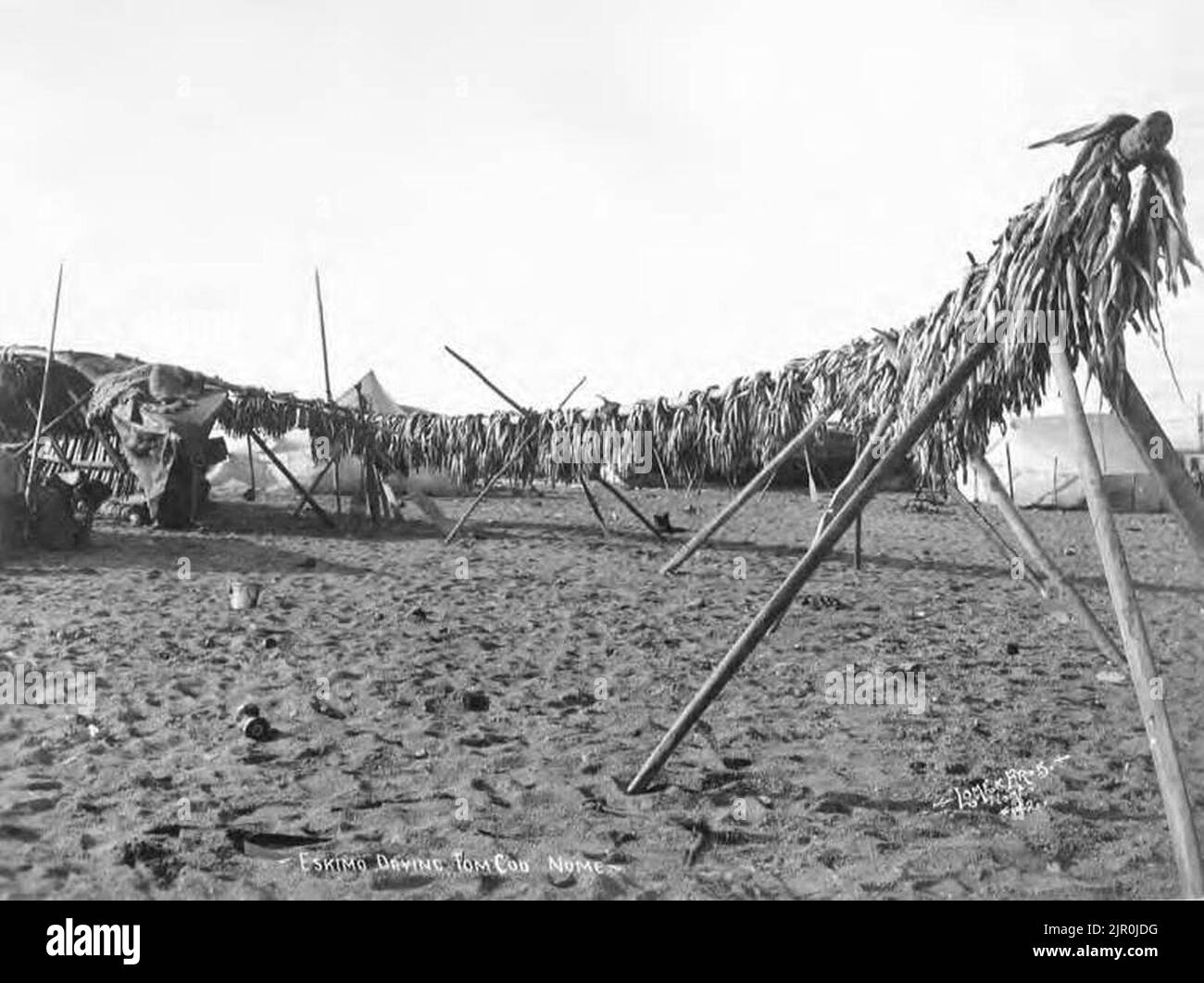Tomcod hanging on beach drying racks with overturned boats and tents in ...