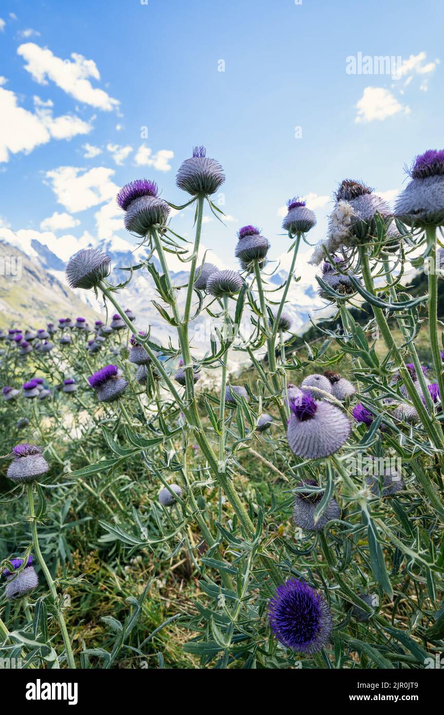 Flower type Wild thistle in the mountains Stock Photo - Alamy