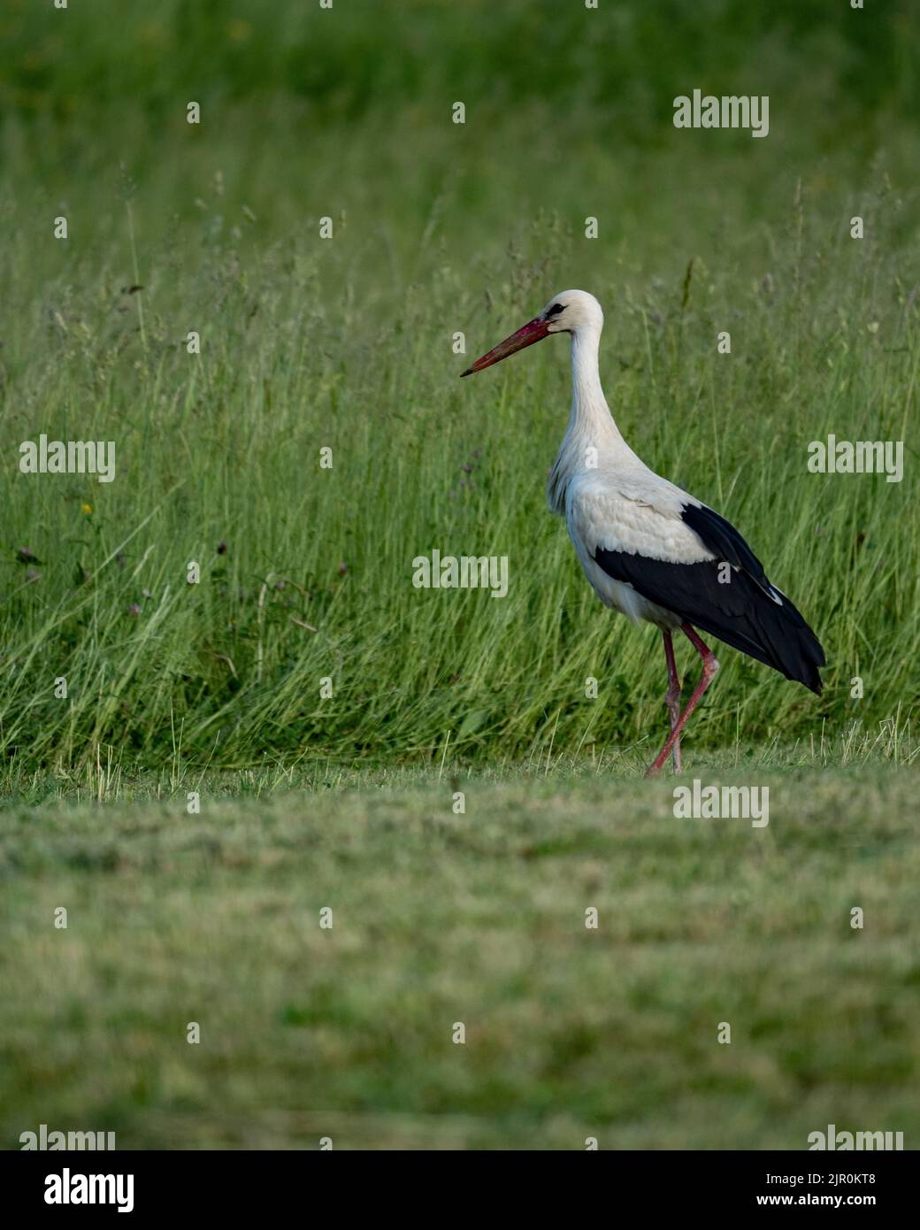 A white stork wandering in green meadow Stock Photo - Alamy