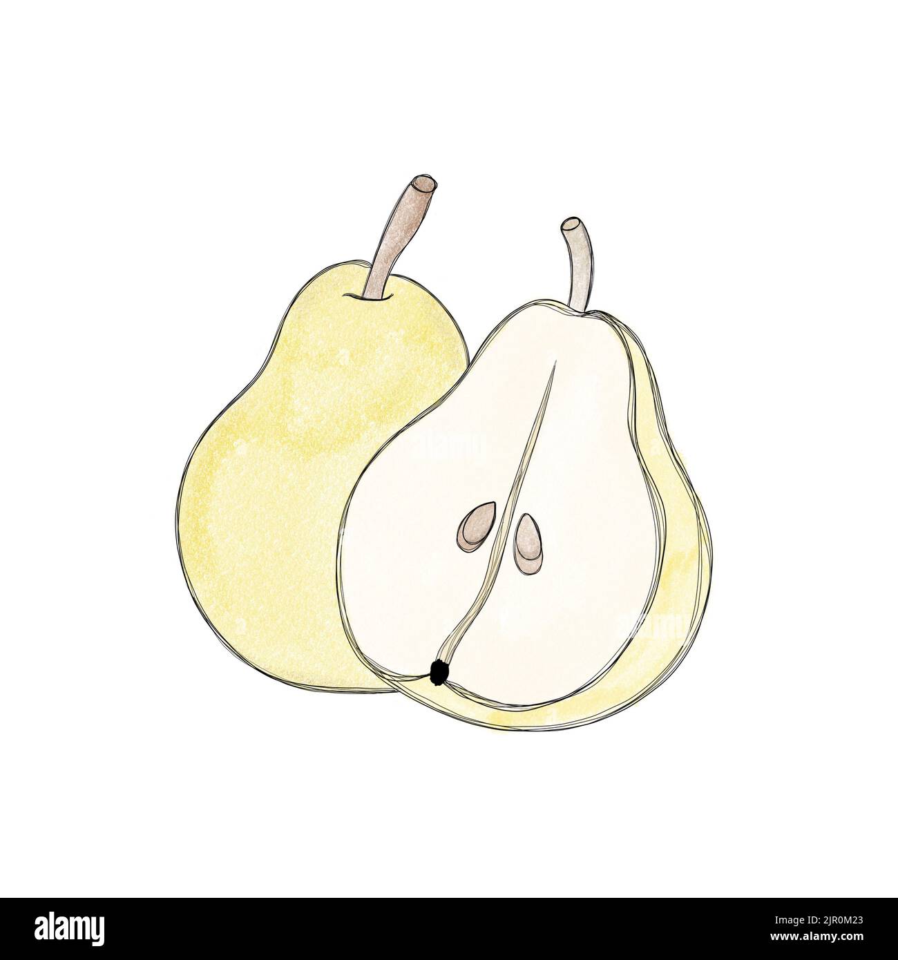 Delicious, juicy pear - watercolor drawing of the fruit. Summer fruit ...