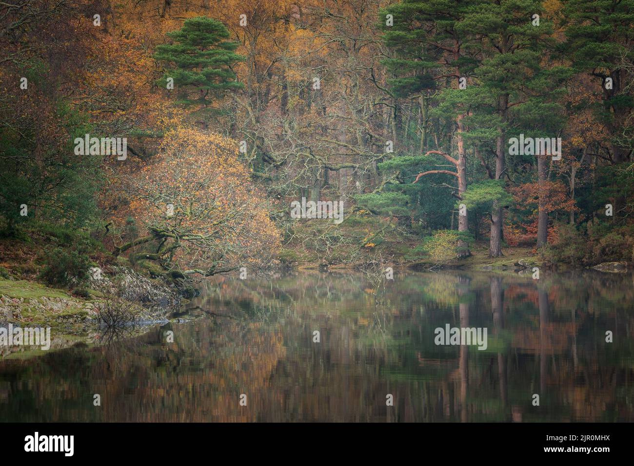 Stunning Lake District forest landscape of Manesty Park during vibrant ...