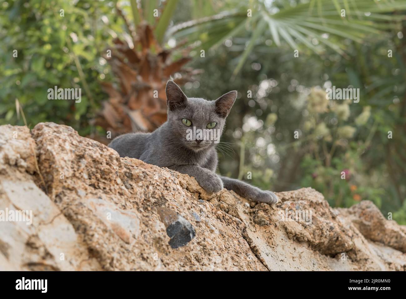 Portrait of a domestic gray cat outdoors among the grass. Self-walk pet ...