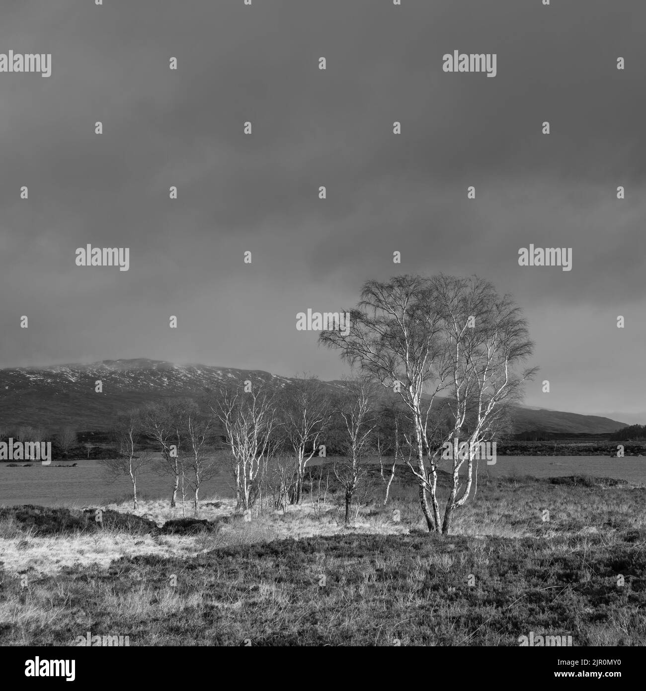 Black and white Winter landscape of dramatic Rannoch Moor in Scottish ...