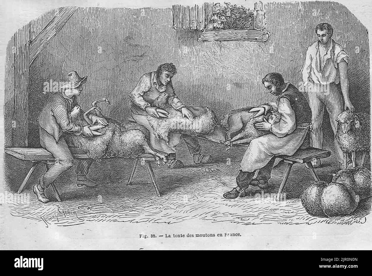 Tonte de moutons hi-res stock photography and images - Alamy