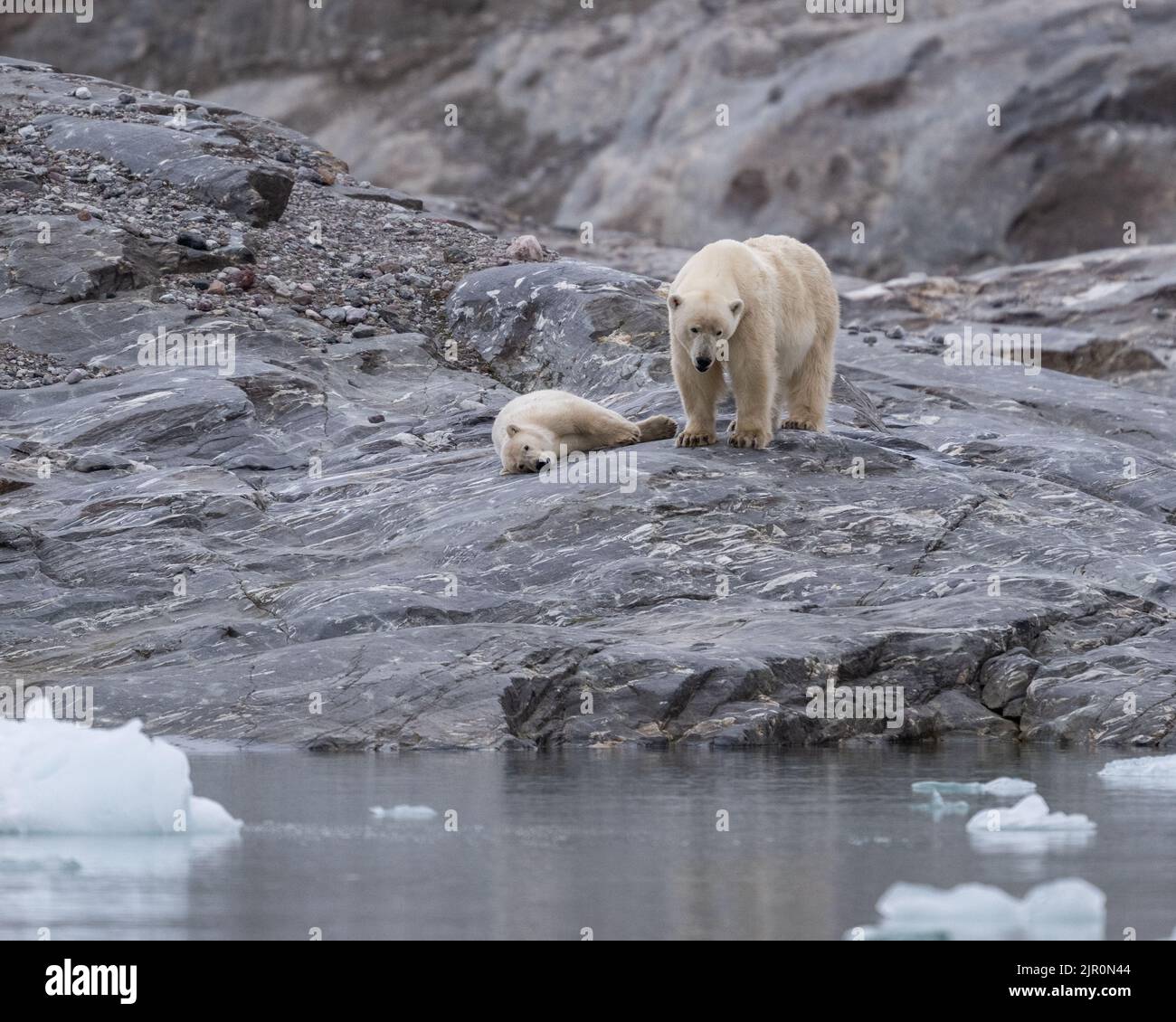 A view of polar bears on a rocky shore against melting ice at Svalbard ...