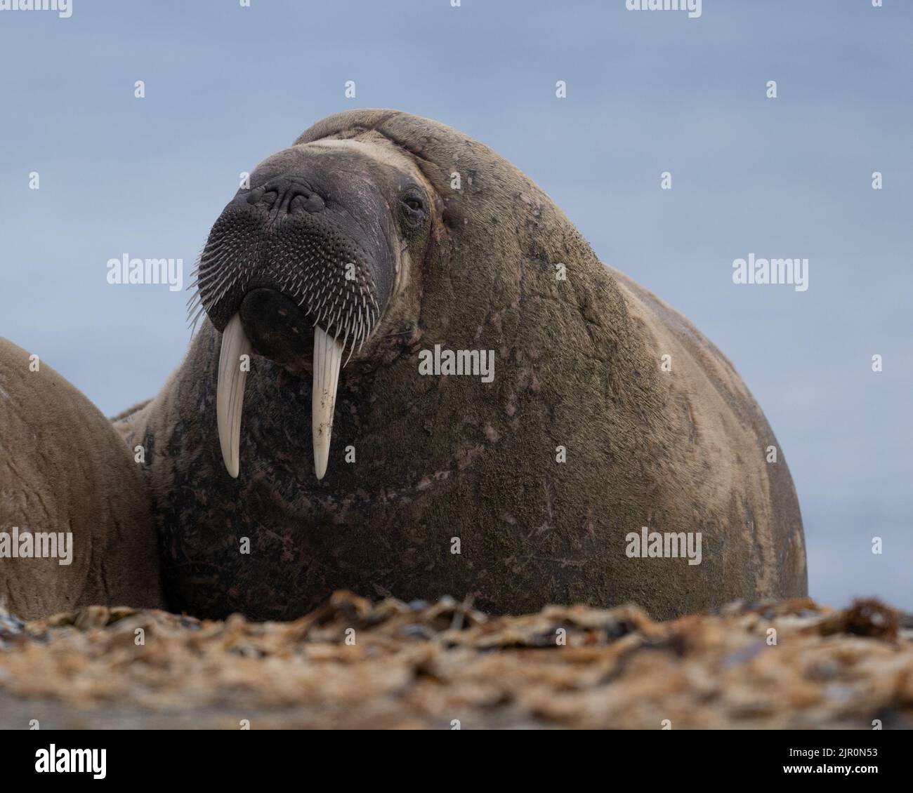 A closeup portrait of a walrus in the arctics at Svalbard Stock Photo ...