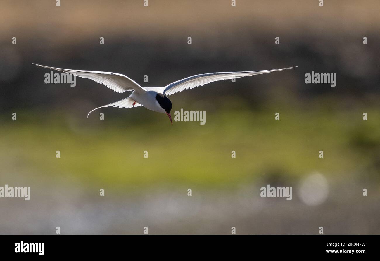 A closeup of an Arctic tern flying with its wings wide open at Svalbard ...