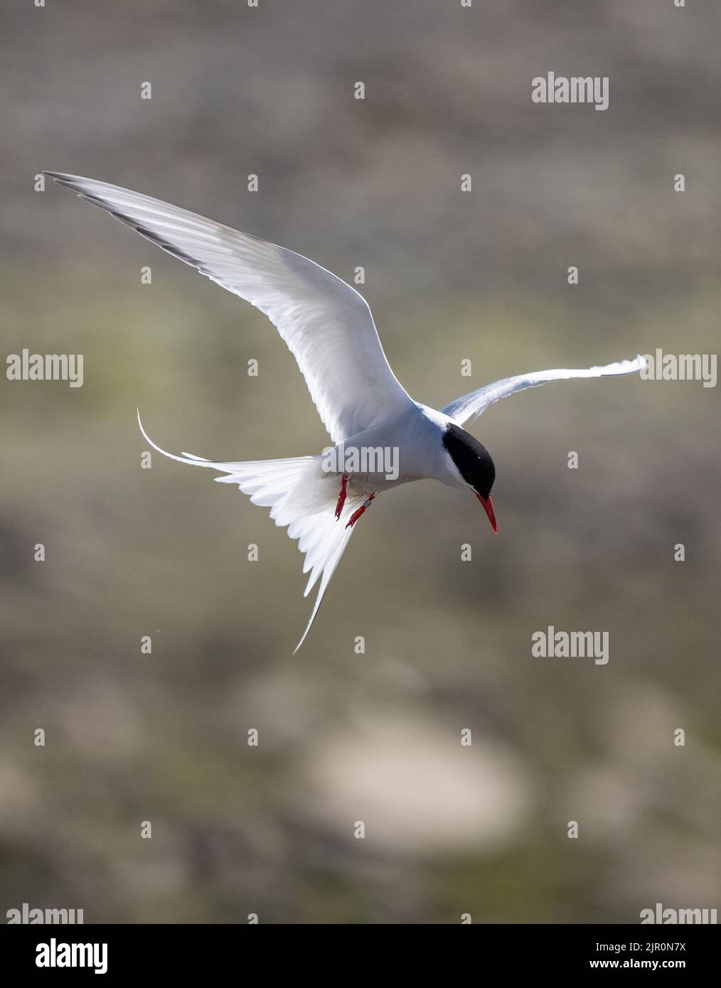 A vertical closeup of an Arctic tern flying with its wings wide open at ...