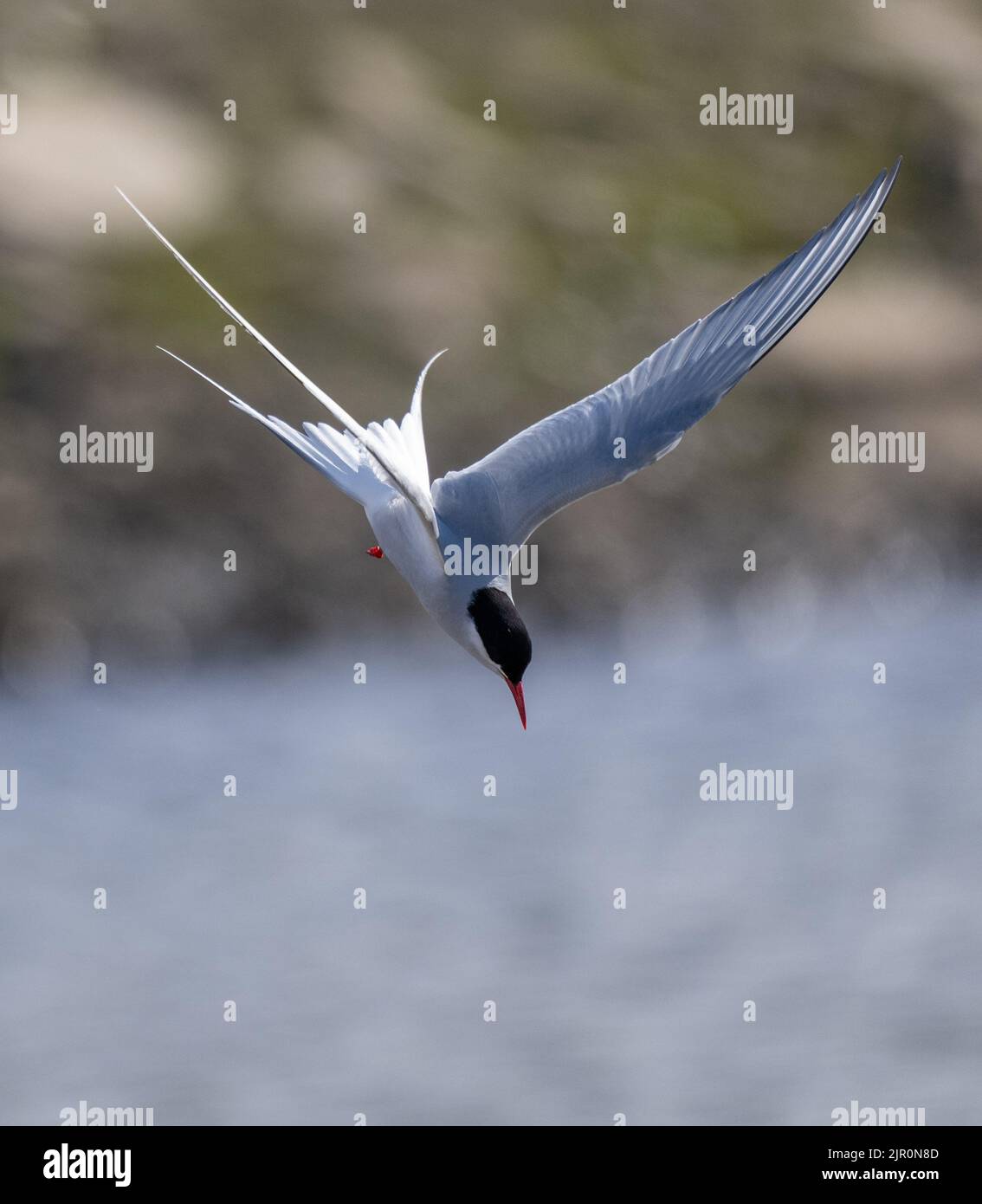 A vertical closeup of an Arctic tern flying with its wings wide open at ...