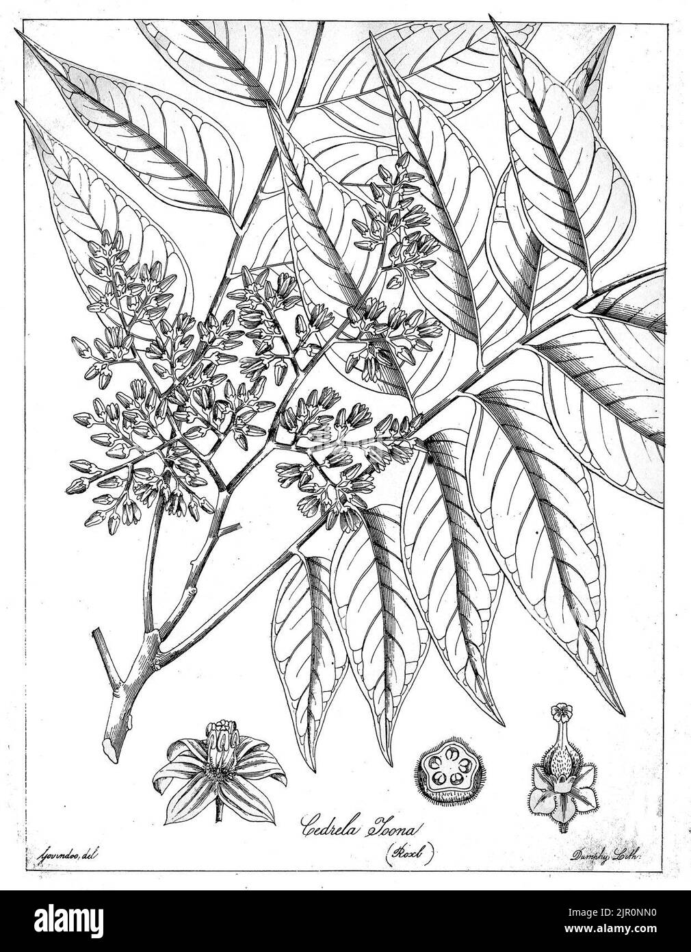 Toona ciliata Govindoo Stock Photo - Alamy