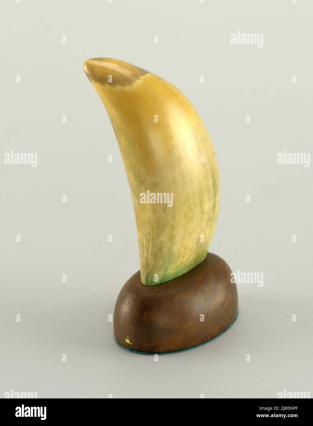 Tooth whale hi-res stock photography and images - Alamy