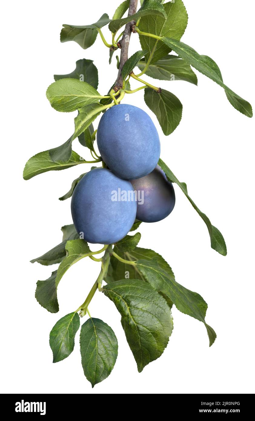 blue plums on branch isolated on white Stock Photo - Alamy
