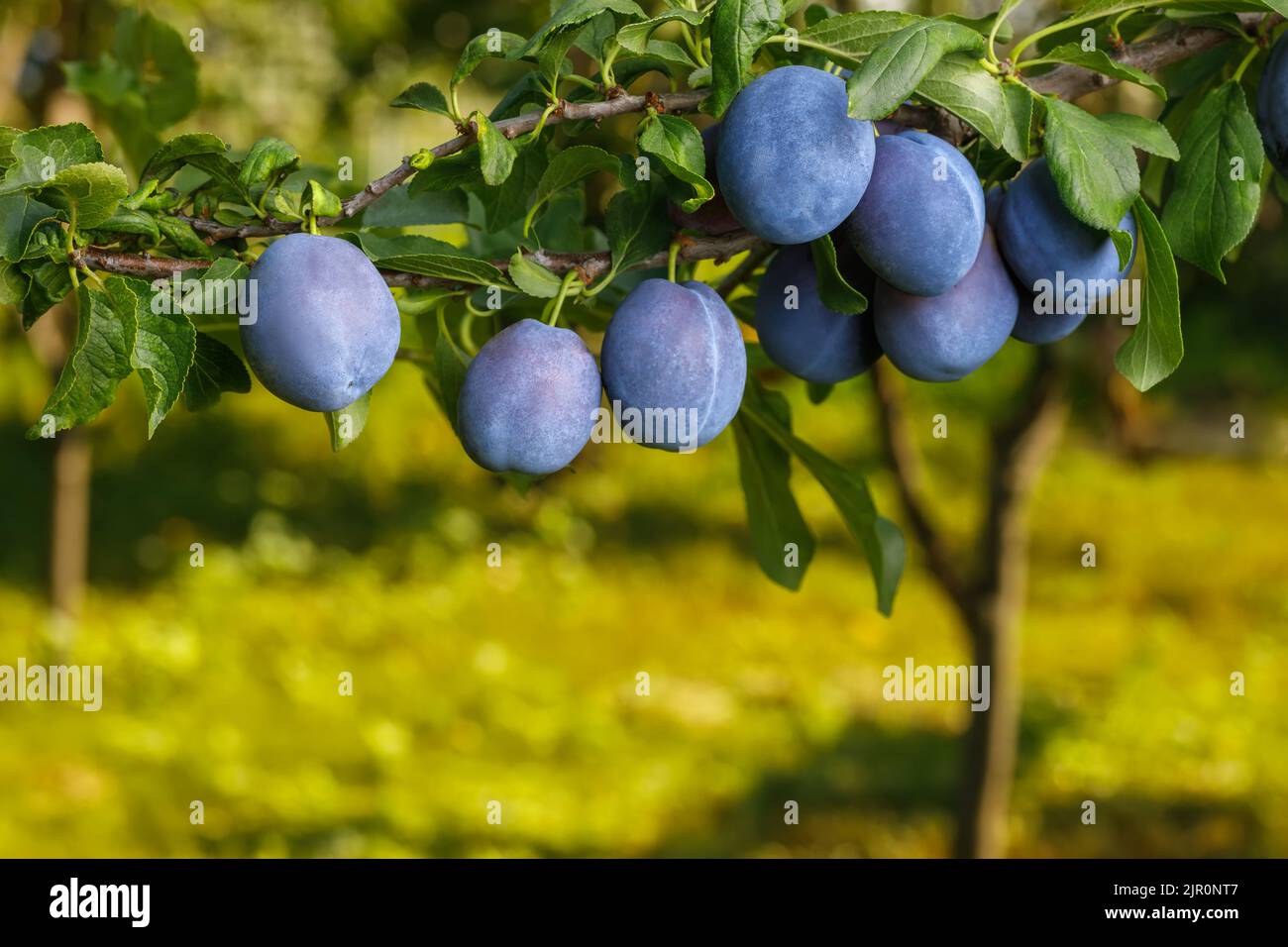 Plum plantation hi-res stock photography and images - Alamy