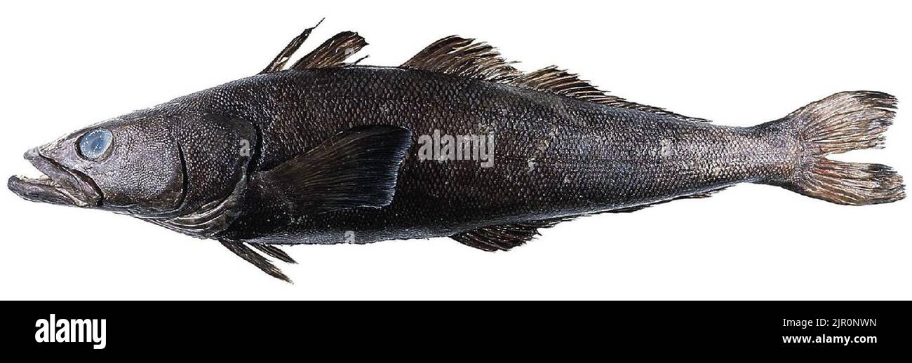 Toothfish hi-res stock photography and images - Alamy