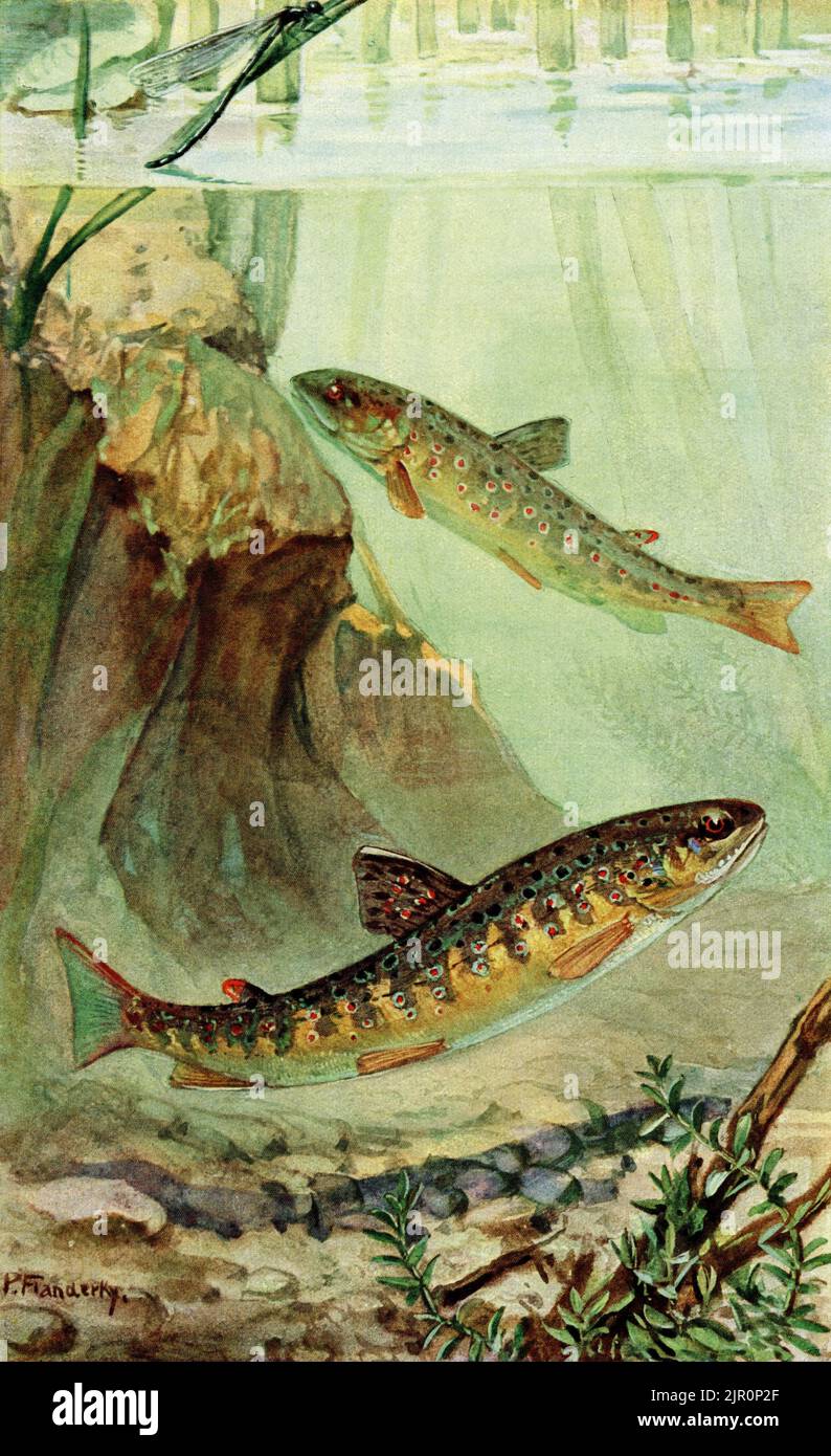 River trout (Salmo trutta fario) or brown trout: underwater scene of ...
