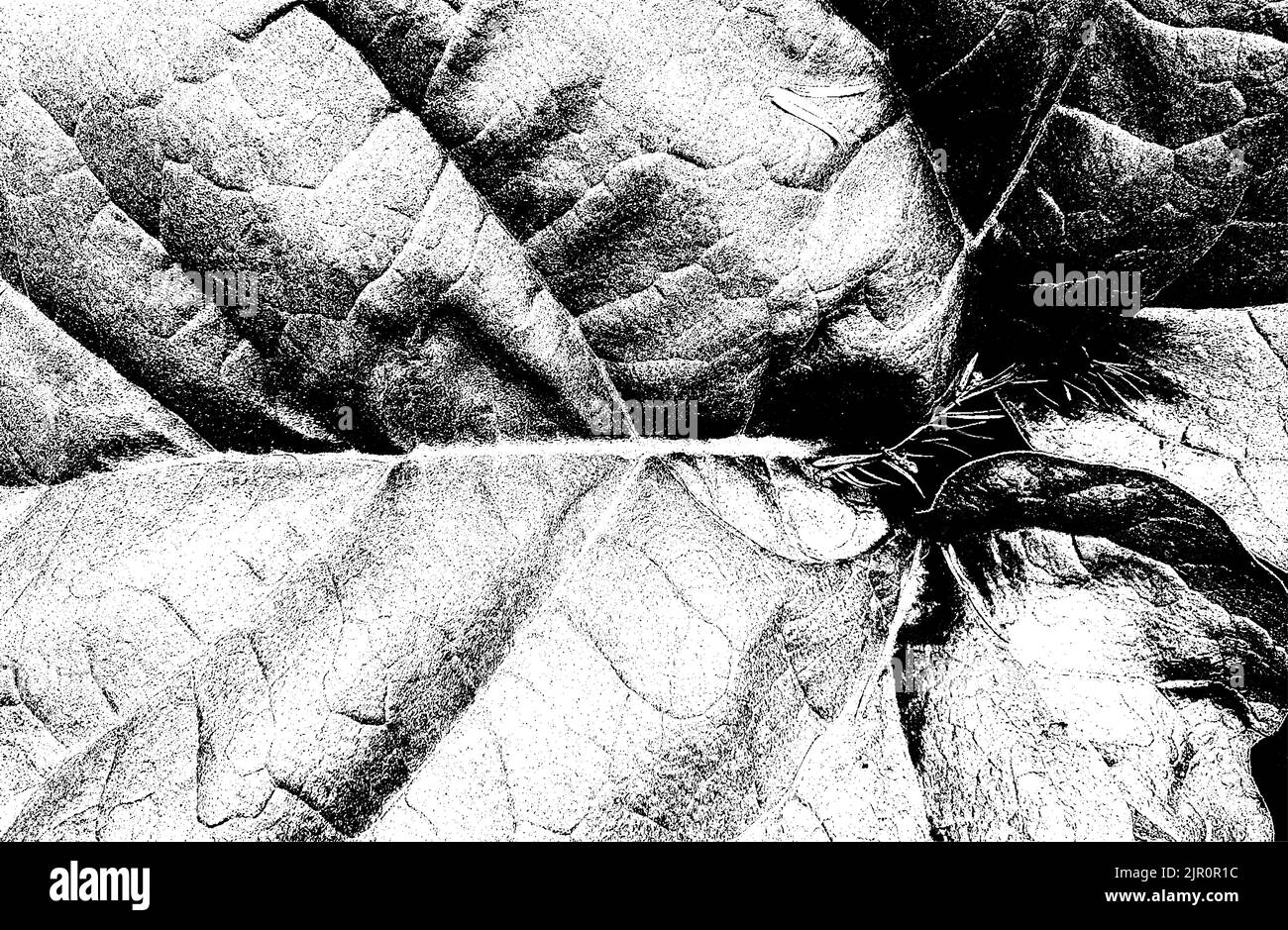 Distressed overlay wooden leaf macro texture with streaks. grunge black ...