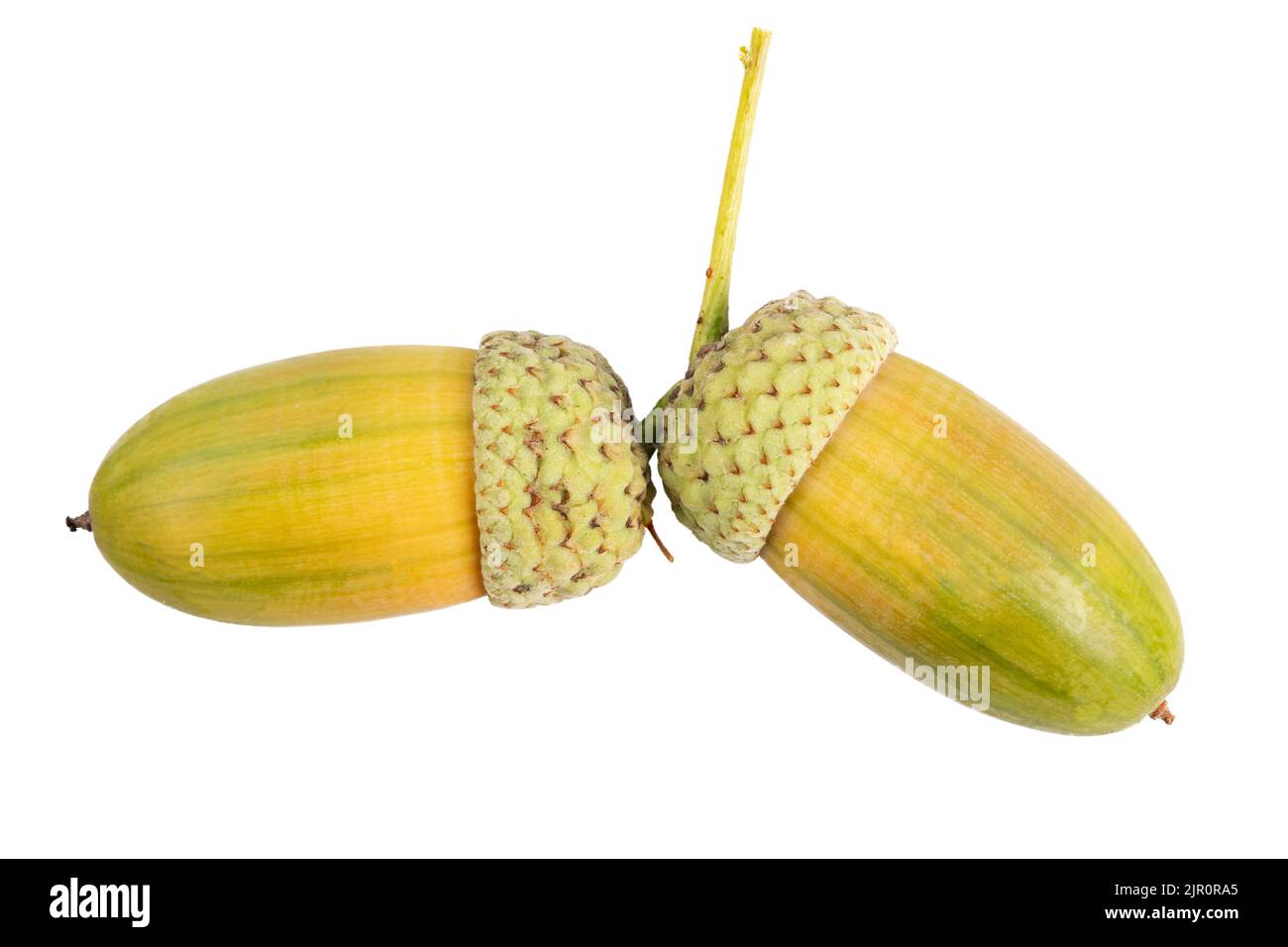 Beautiful acorns on white background. Oak nuts. File contains clipping path Stock Photo - Alamy