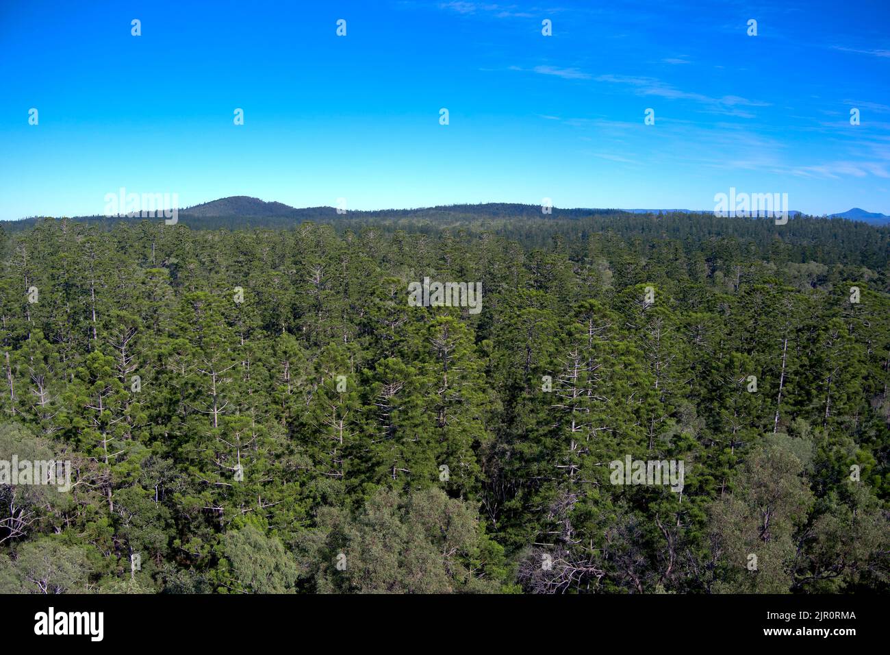 Aerial of Hoop Pine trees growing in the Goodnight Scrub National Park ...