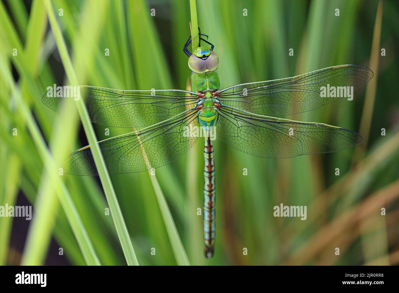 African dragonfly hi-res stock photography and images - Alamy