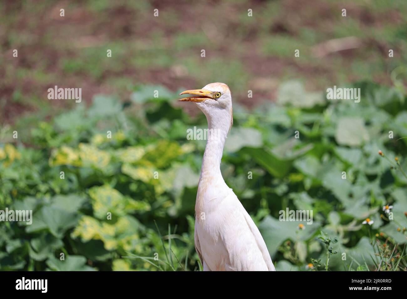 Cattle egret bird on the farms of river Nile west bank in Luxor, Egypt ...