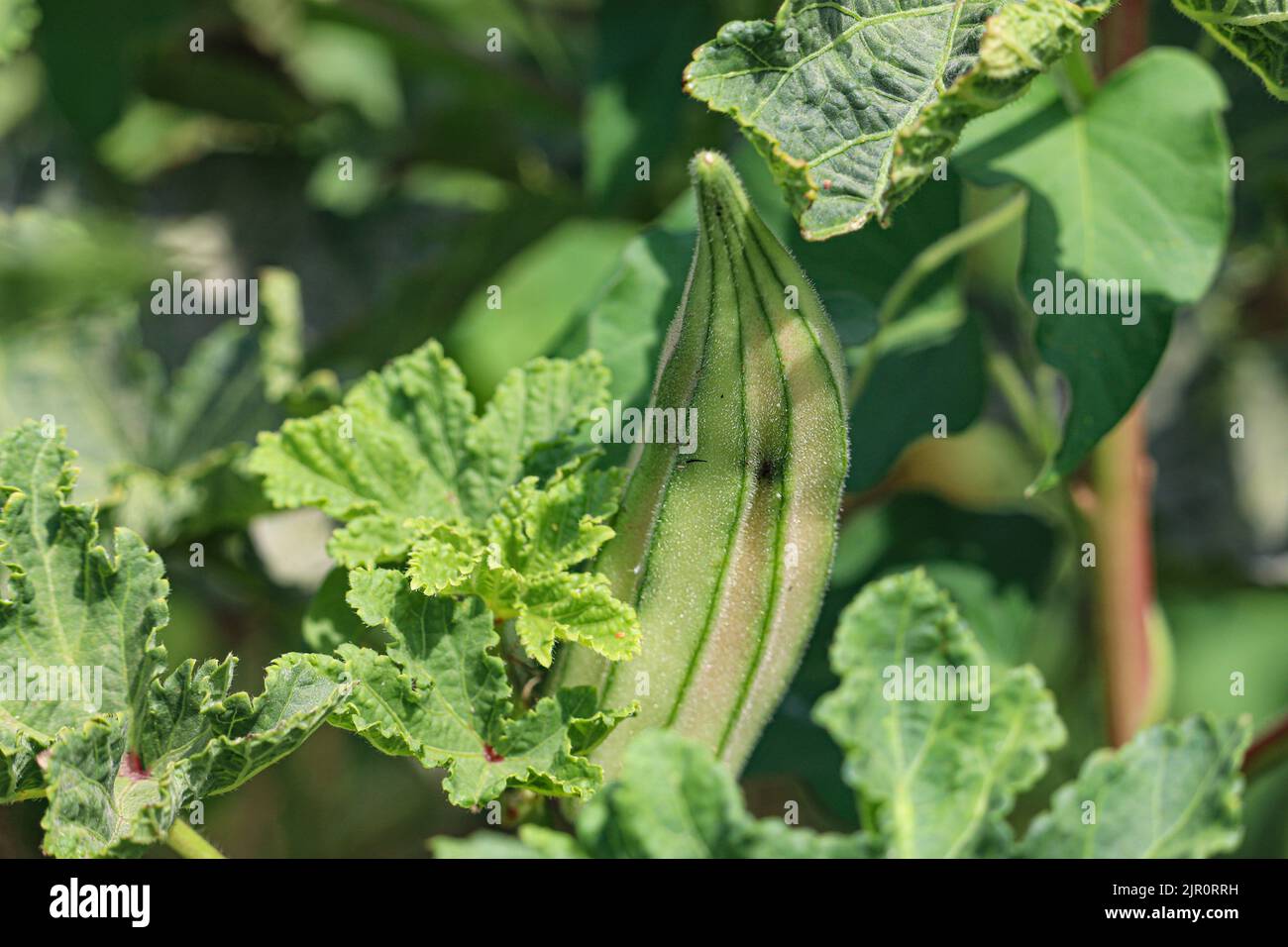 Okra plant in the farms of the west bank, Luxor, Upper Egypt Stock Photo - Alamy