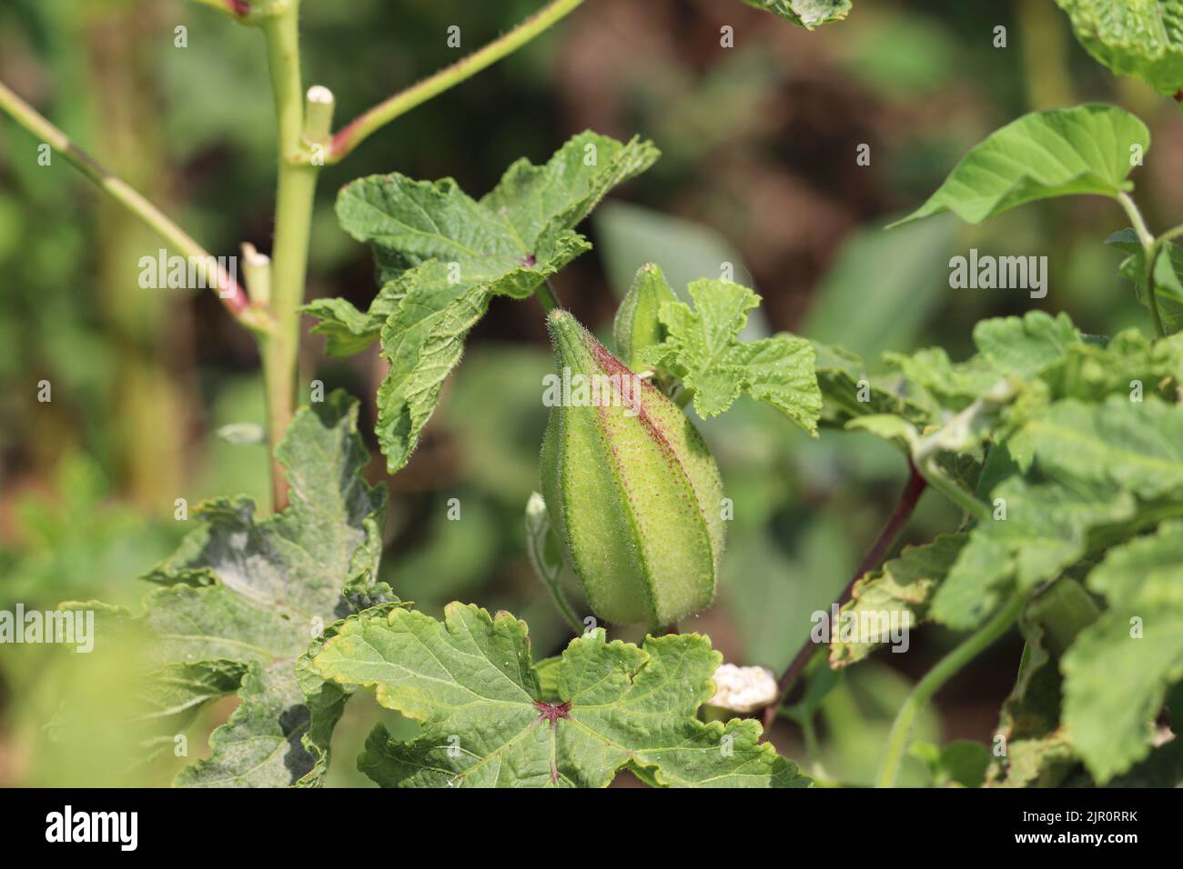 Okra plant in the farms of the west bank, Luxor, Upper Egypt Stock Photo - Alamy