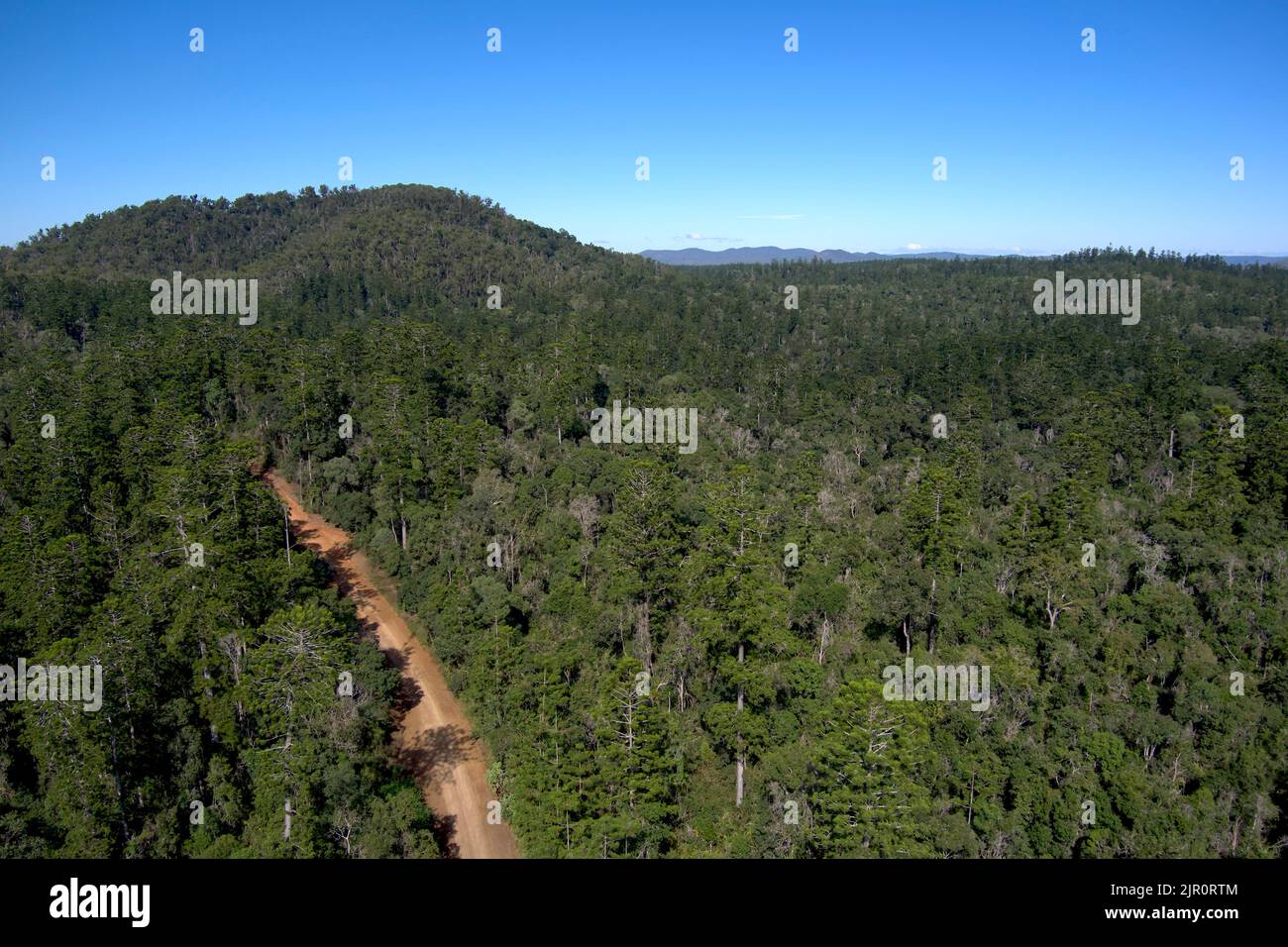 Aerial of Hoop Pine trees growing in the Goodnight Scrub National Park ...
