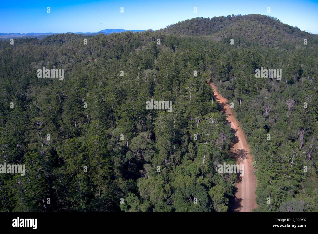 Aerial of Hoop Pine trees growing in the Goodnight Scrub National Park ...