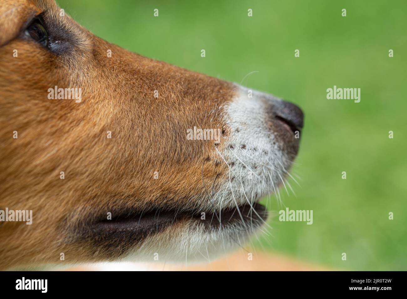 Lassie dog hi-res stock photography and images - Alamy