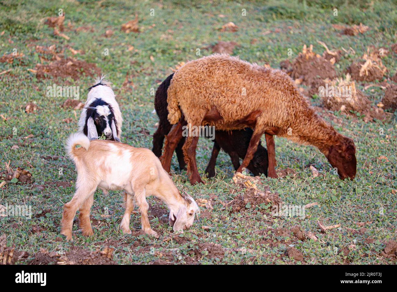 sheeps and goats grazing on the farms of west bank of river Nile in ...