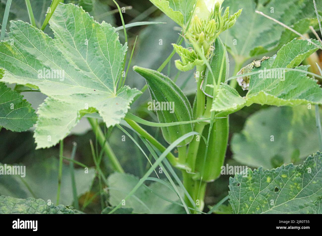 Okra plant in the farms of the west bank, Luxor, Upper Egypt Stock Photo - Alamy