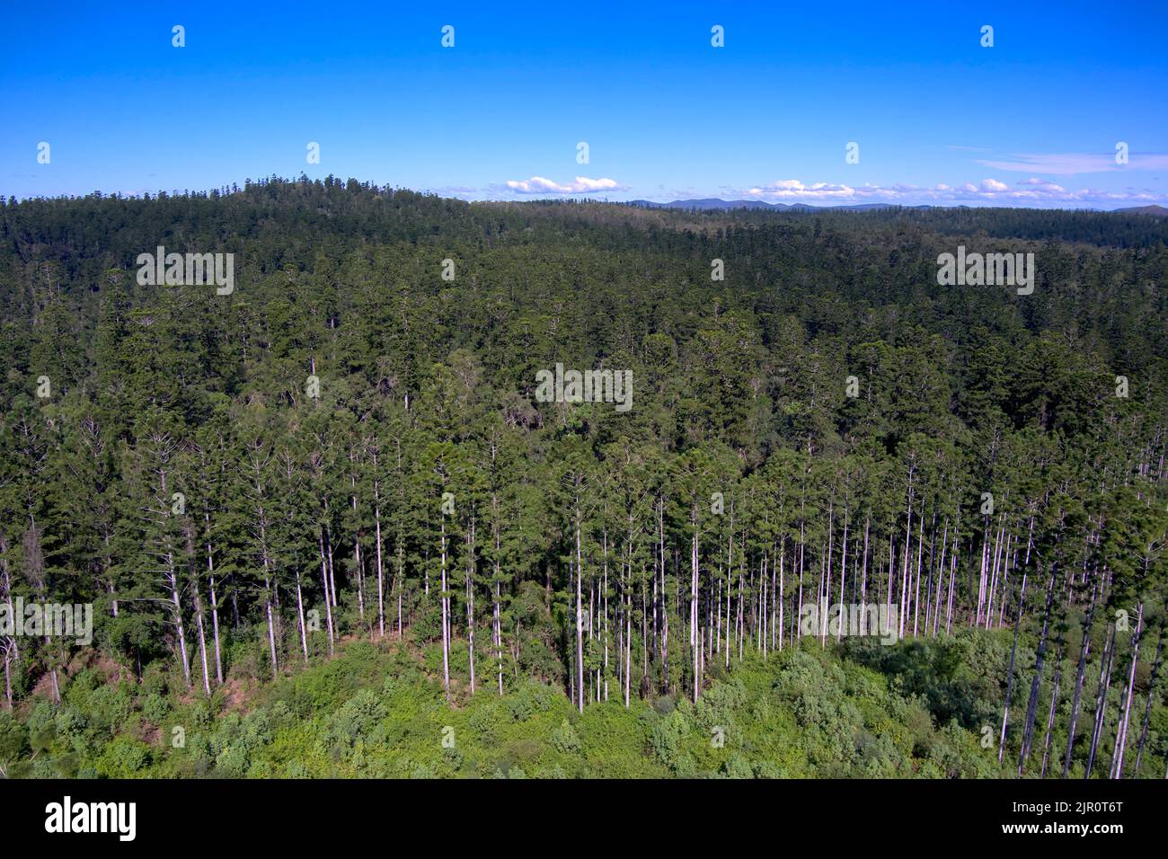 Aerial of Hoop Pine trees growing in the Goodnight Scrub State Forest ...
