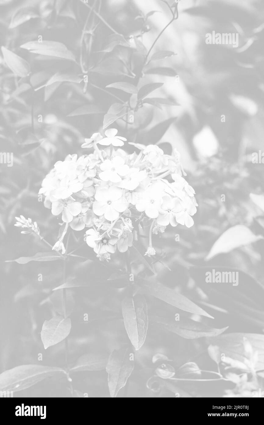 Beautiful hydrangeas and flowers growing in the quiet summer flower ...