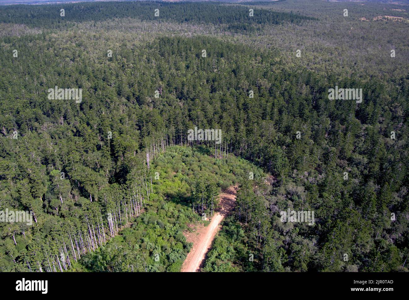 Morton bay pine hi-res stock photography and images - Alamy