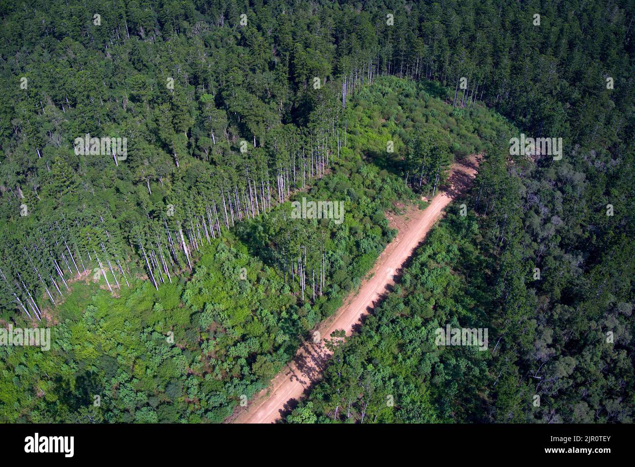 Aerial of Hoop Pine trees growing in the Goodnight Scrub State Forest ...