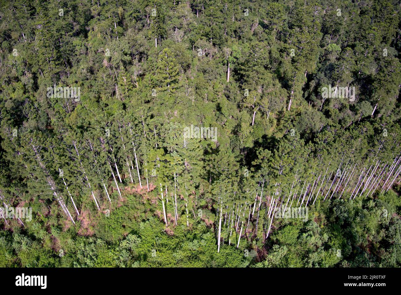 Aerial of Hoop Pine trees growing in the Goodnight Scrub State Forest ...