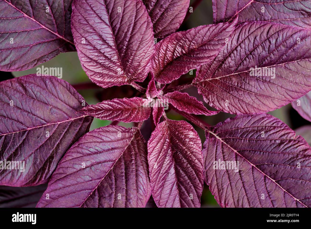 Red amaranth (Amaranthus cruentus) closeup. View from above. Natural ...