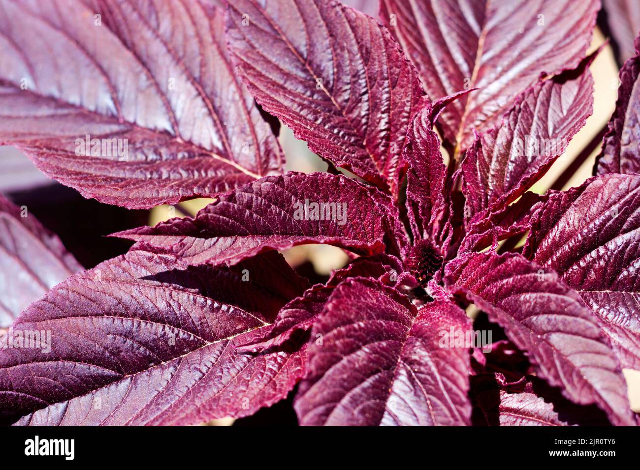 Red amaranth (Amaranthus cruentus) inflorescence closeup in summer day ...