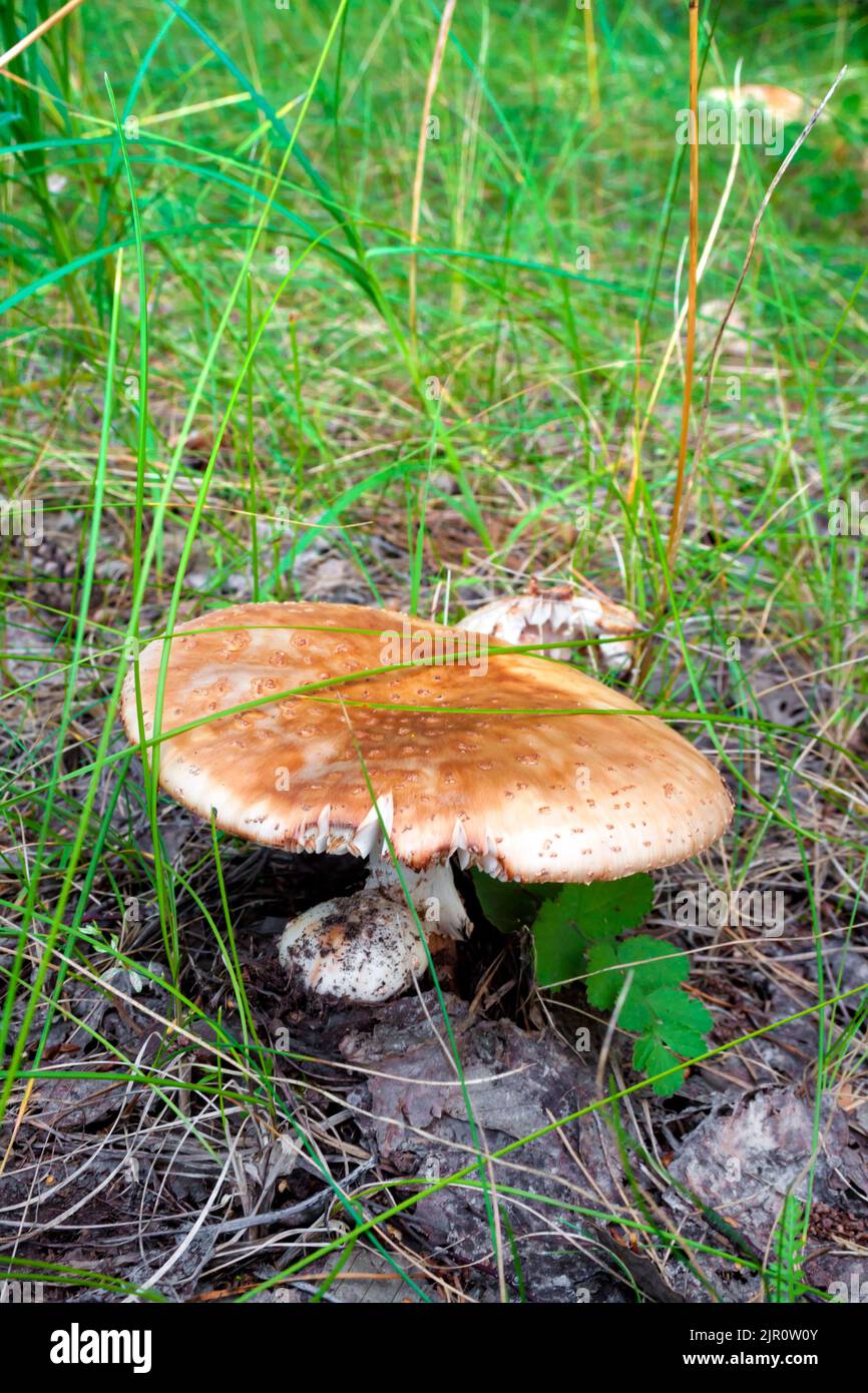 Wild uneatable mushroom in summer forest Stock Photo - Alamy